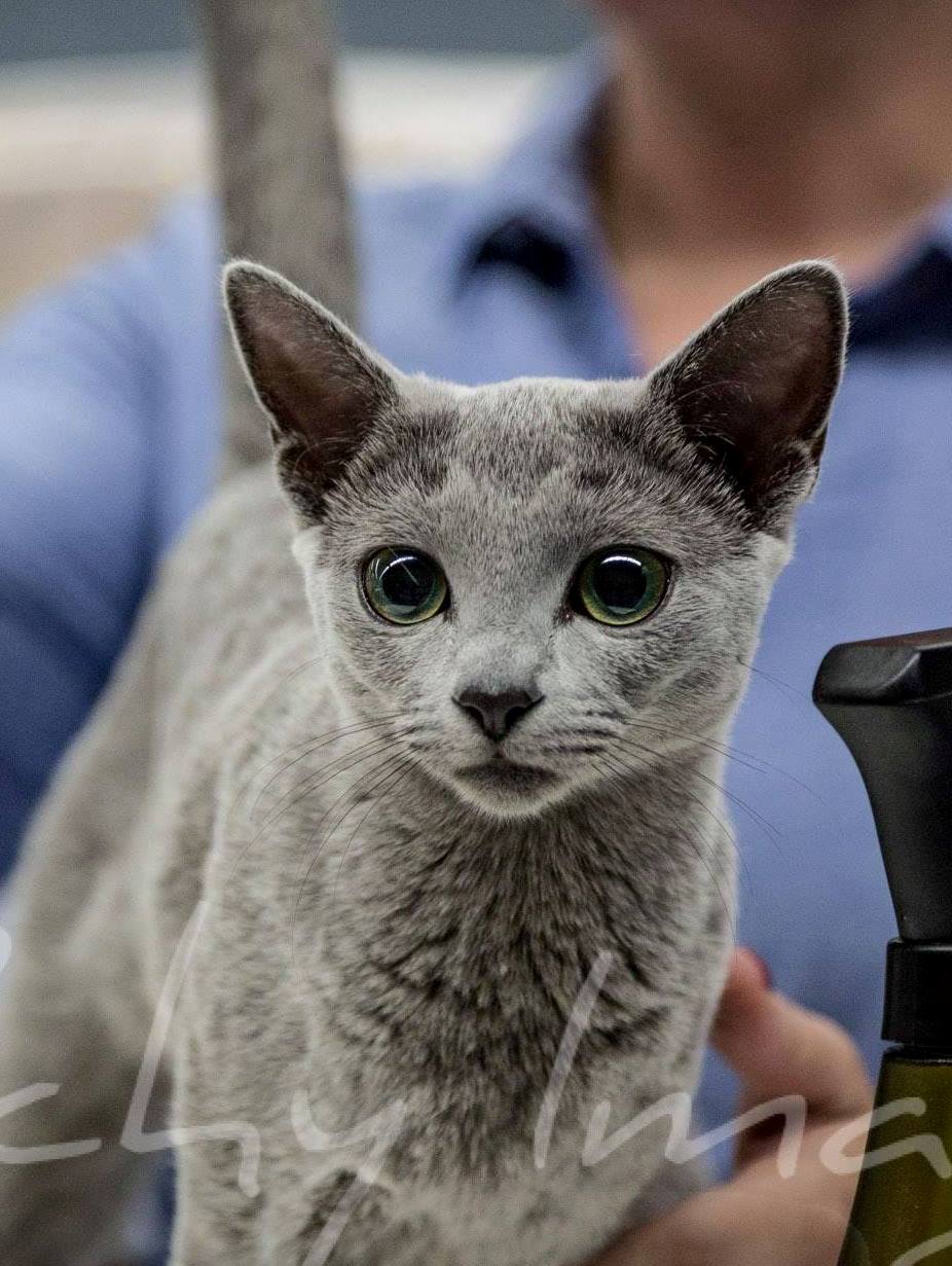 Ch. Woldlake's Shady Lady - Blauwe Russen Cattery Het Woldlake